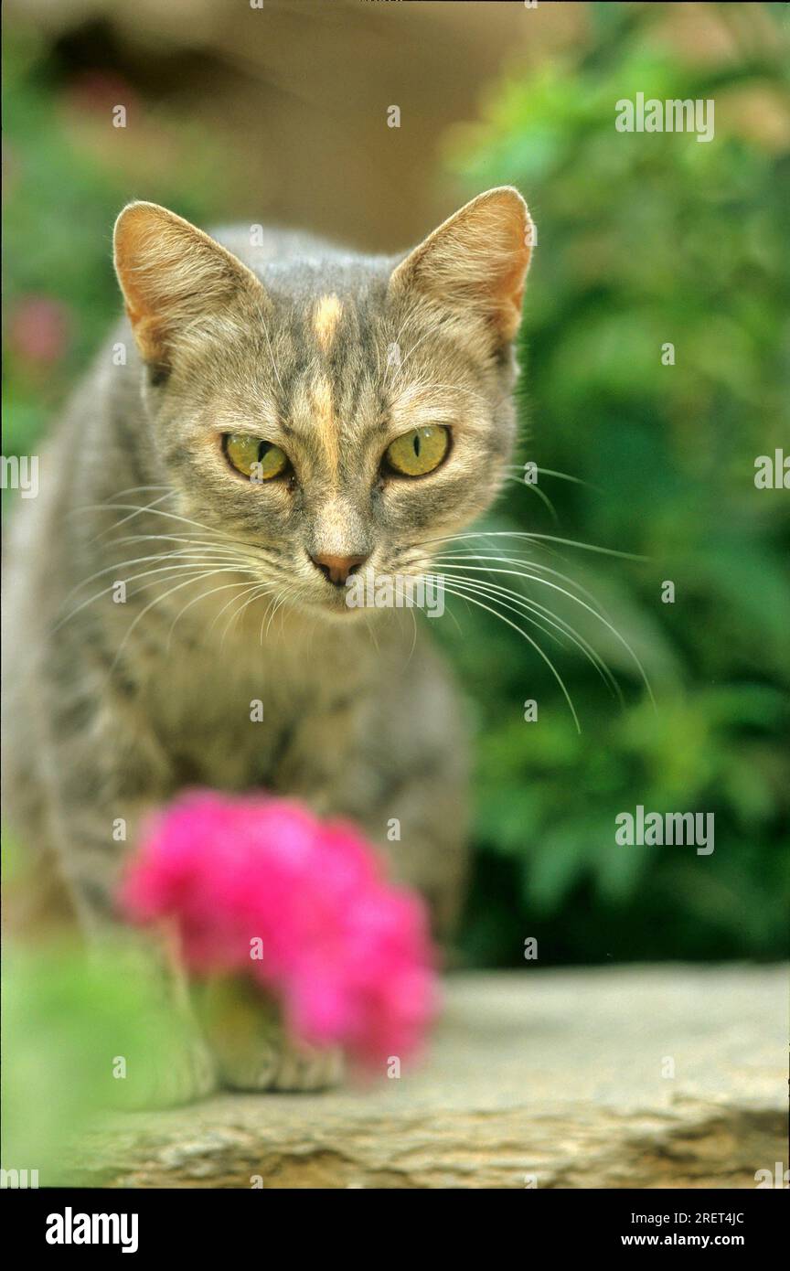 Cat, grey tabby Stock Photo - Alamy