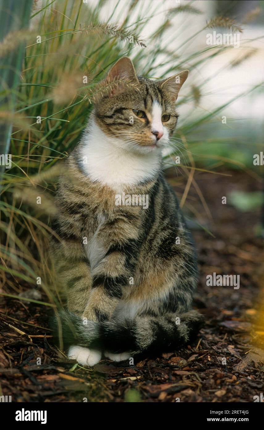 Domestic cat, male, tabby Stock Photo - Alamy