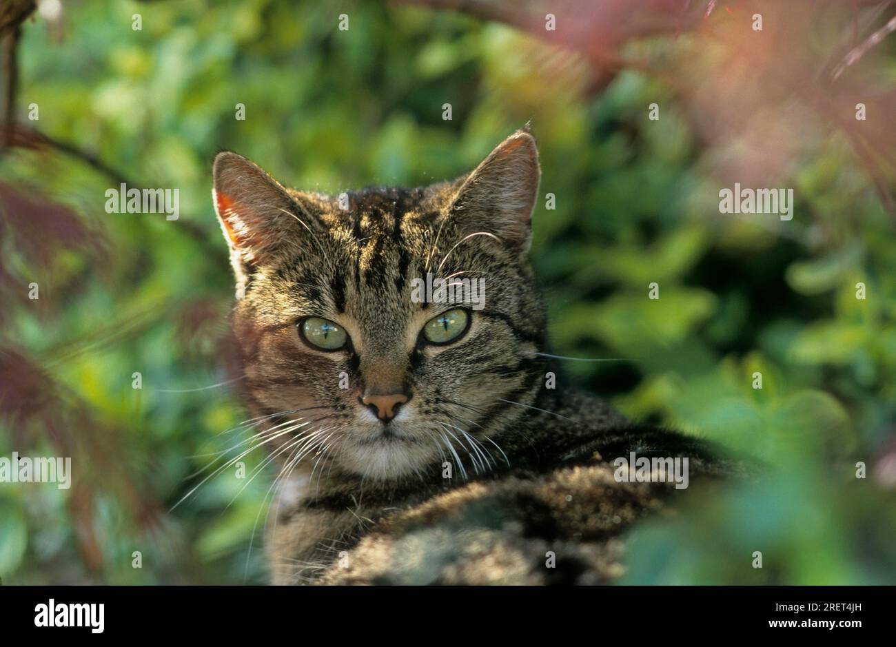 Domestic cat, tabby, male Stock Photo - Alamy