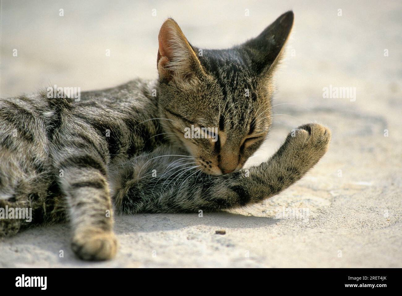 Young domestic kitten, preening mackerel, crazy cats Stock Photo - Alamy