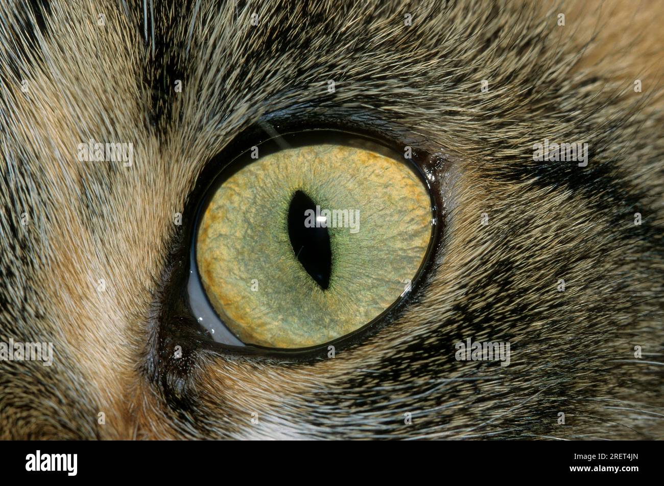 Domestic cat, cat eye Stock Photo - Alamy