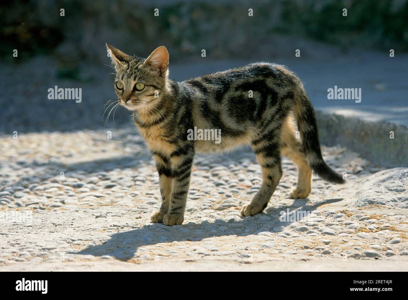Hydra polyp hi-res stock photography and images - Alamy