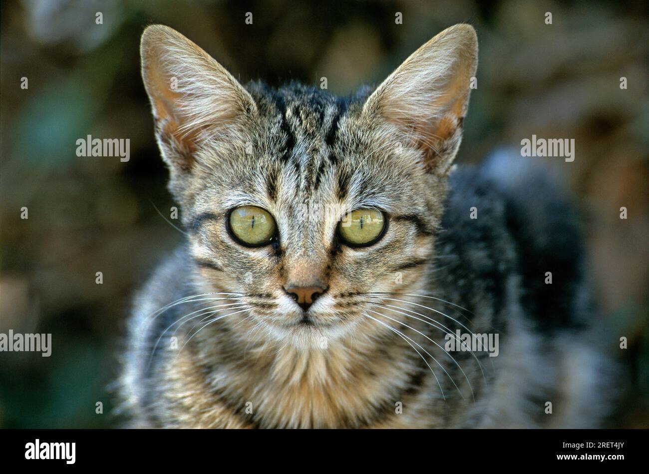 Hydra polyp hi-res stock photography and images - Alamy