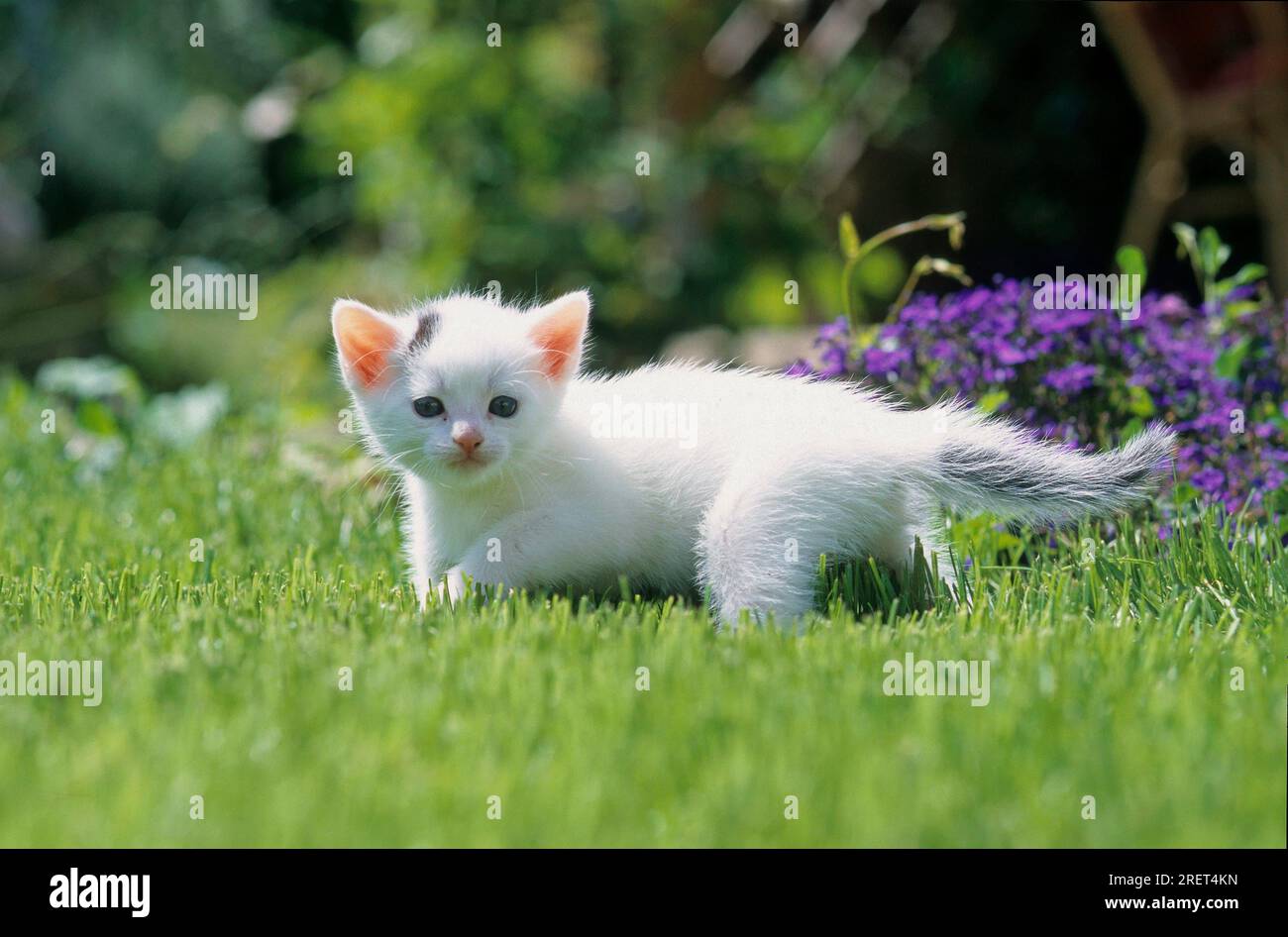 5 week old kitten hi-res stock photography and images - Alamy