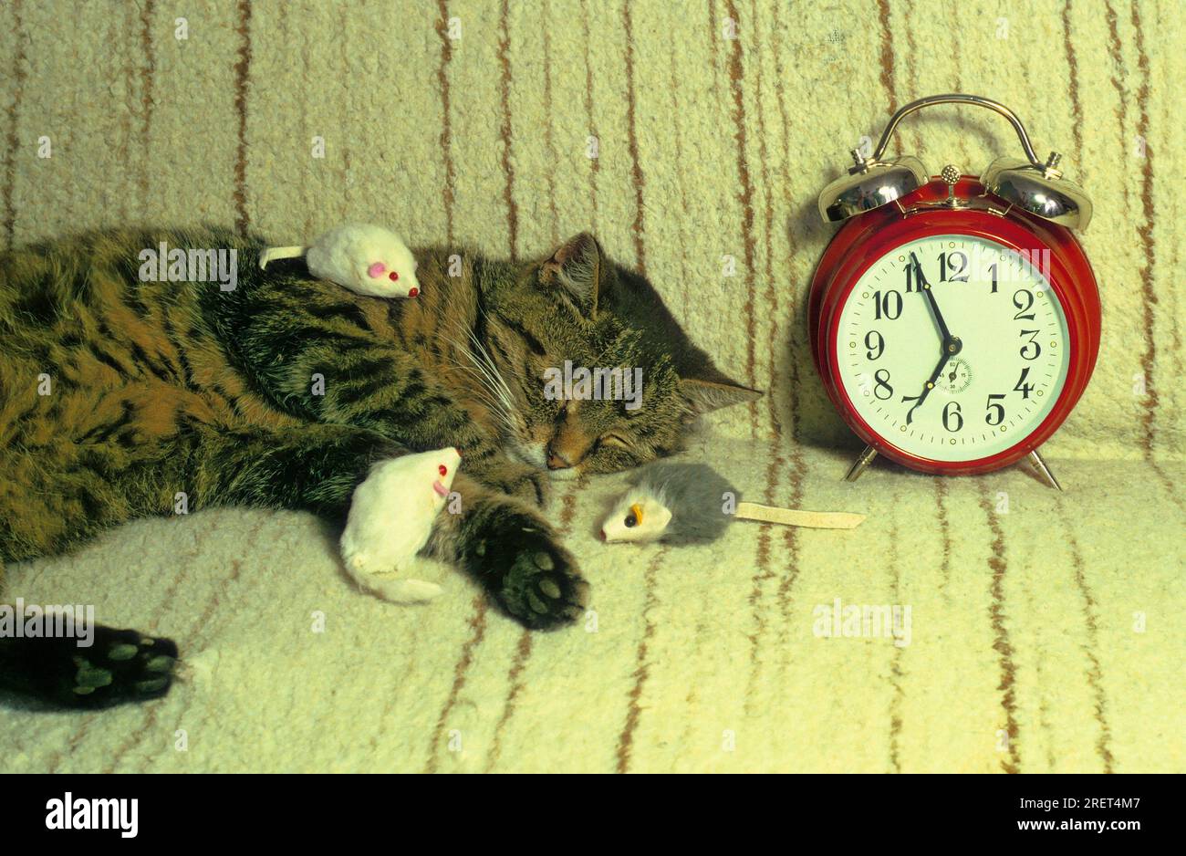 Sleeping cat with mice needs alarm clock, Cat with alarm clock, Shortly ...
