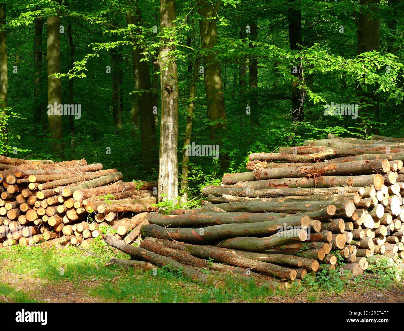 Longwood forest track hi-res stock photography and images - Alamy