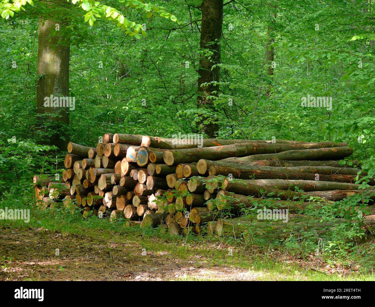Longwood forest track hi-res stock photography and images - Alamy