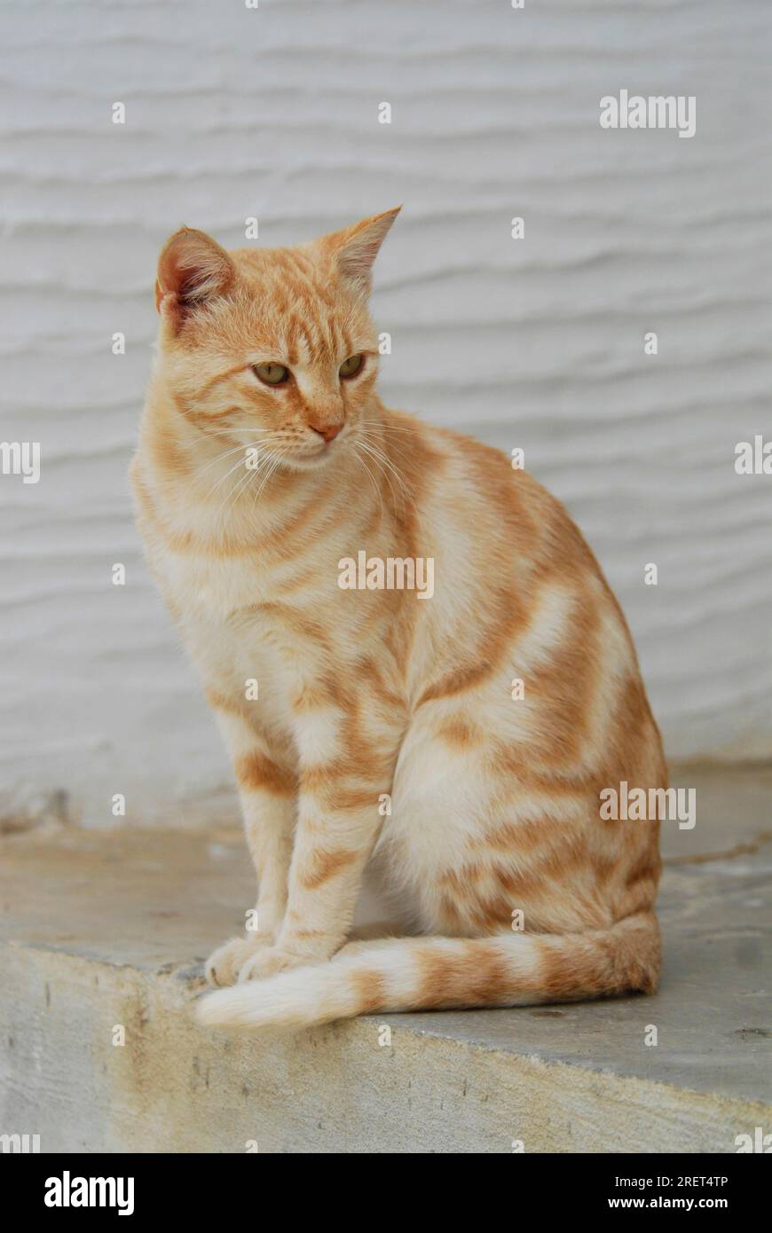 Cream tabby white hi-res stock photography and images - Alamy