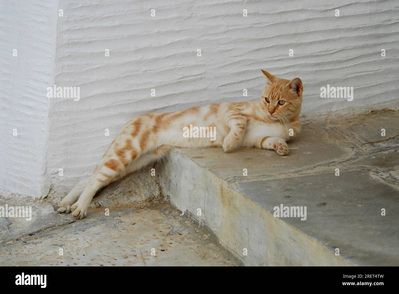 Domestic cat, Cream Tabby, is lying on a step, Tinos Island, Cyclades ...