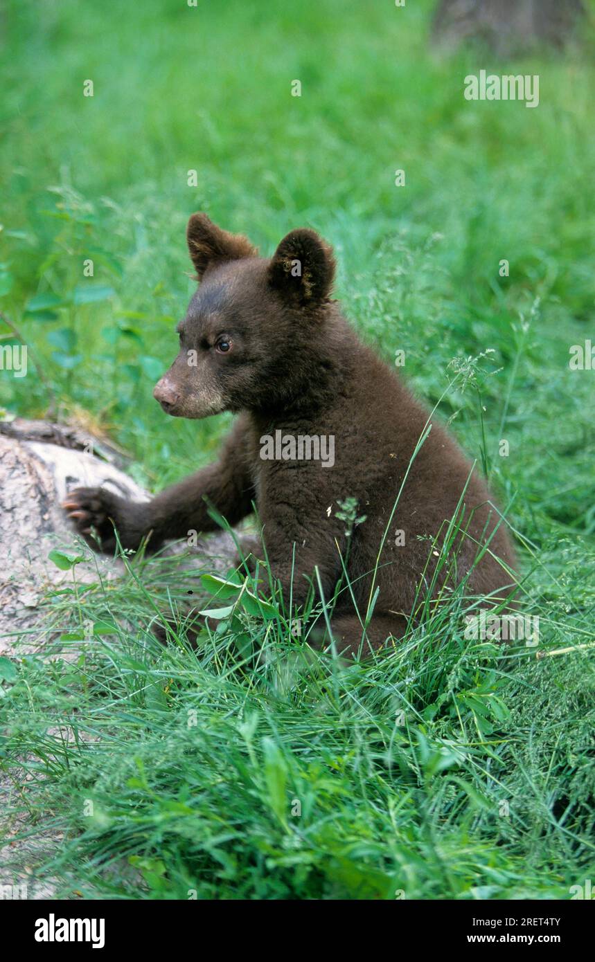 Baribal hi-res stock photography and images - Alamy