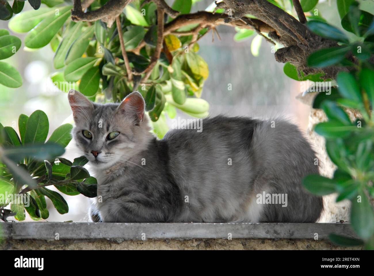 Domestic cat, blue tabby, is lying on a wall under a bush, Tinos Island ...