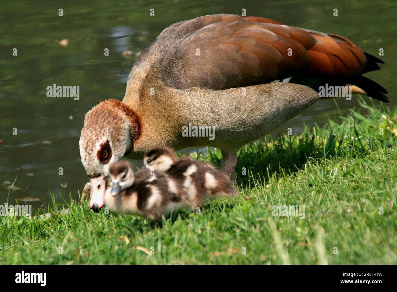 Egyptian goose baby hi-res stock photography and images - Alamy