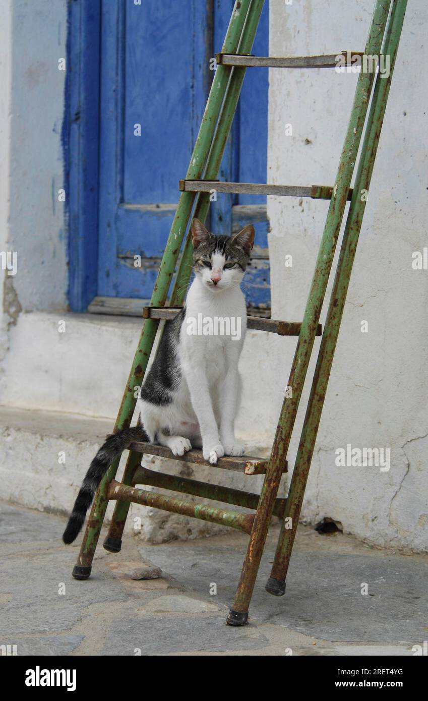 Cat on the ladder hi-res stock photography and images - Alamy