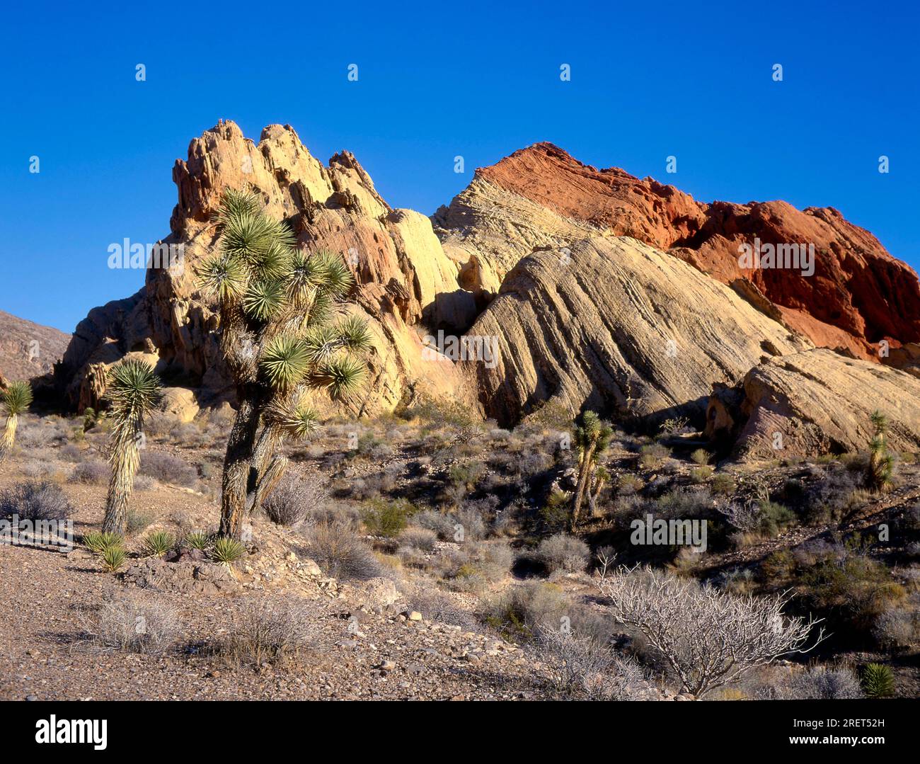 Colourful rocks and Joshua Trees, Whitnea Pocket, Gold Butte Scenic ...