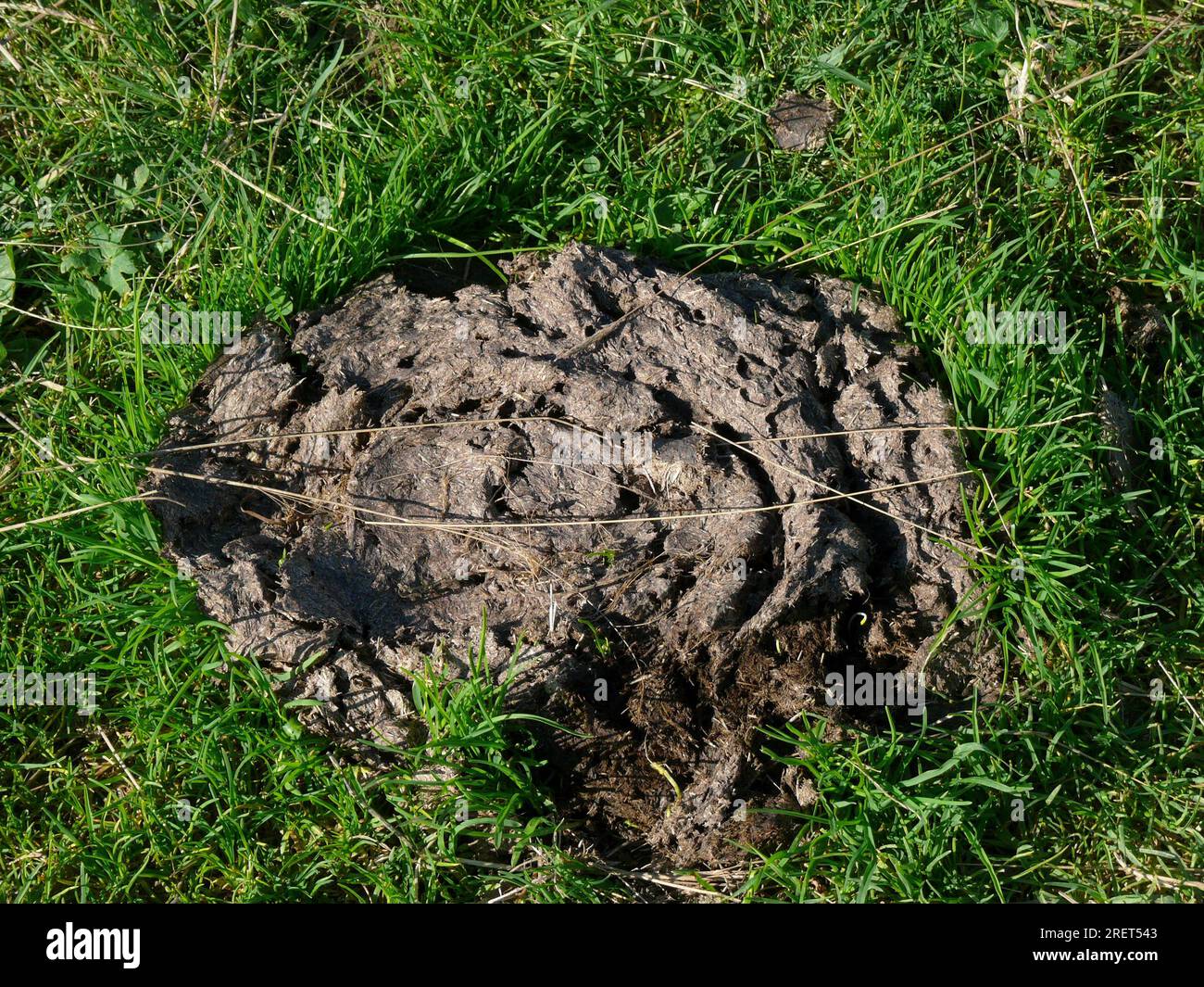 Cow pats hi-res stock photography and images - Alamy