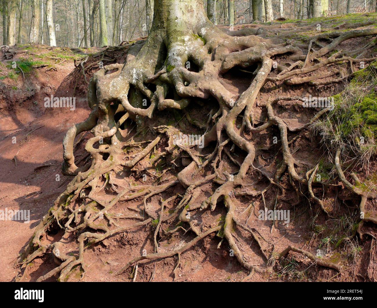 Beech roots exposed by erosion Stock Photo - Alamy