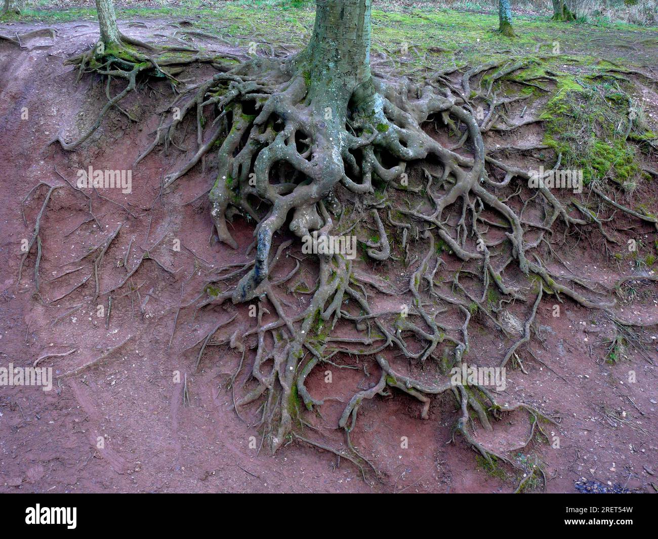 Beech with exposed roots, erosion Stock Photo - Alamy