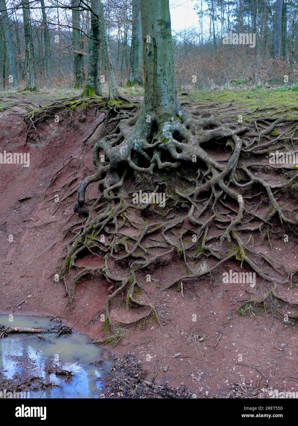 Beech with exposed roots, erosion Stock Photo - Alamy
