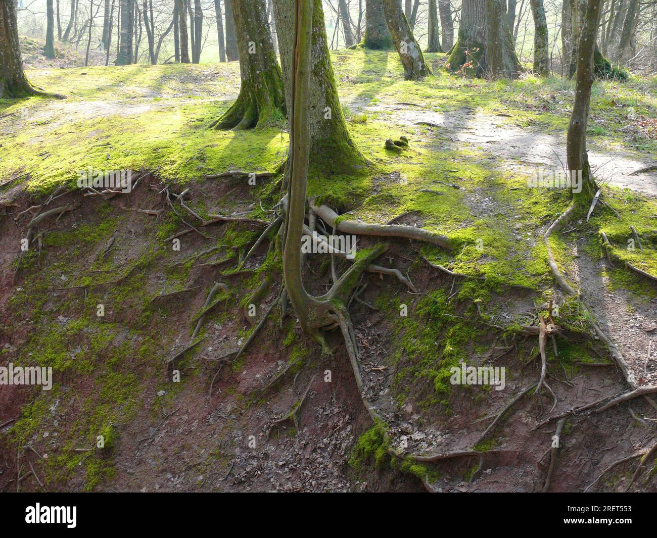 Beech roots exposed by erosion Stock Photo - Alamy
