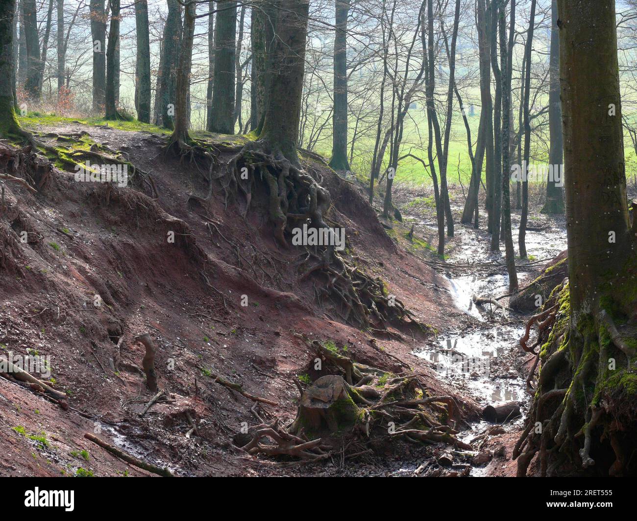 Beech roots exposed by erosion Stock Photo - Alamy