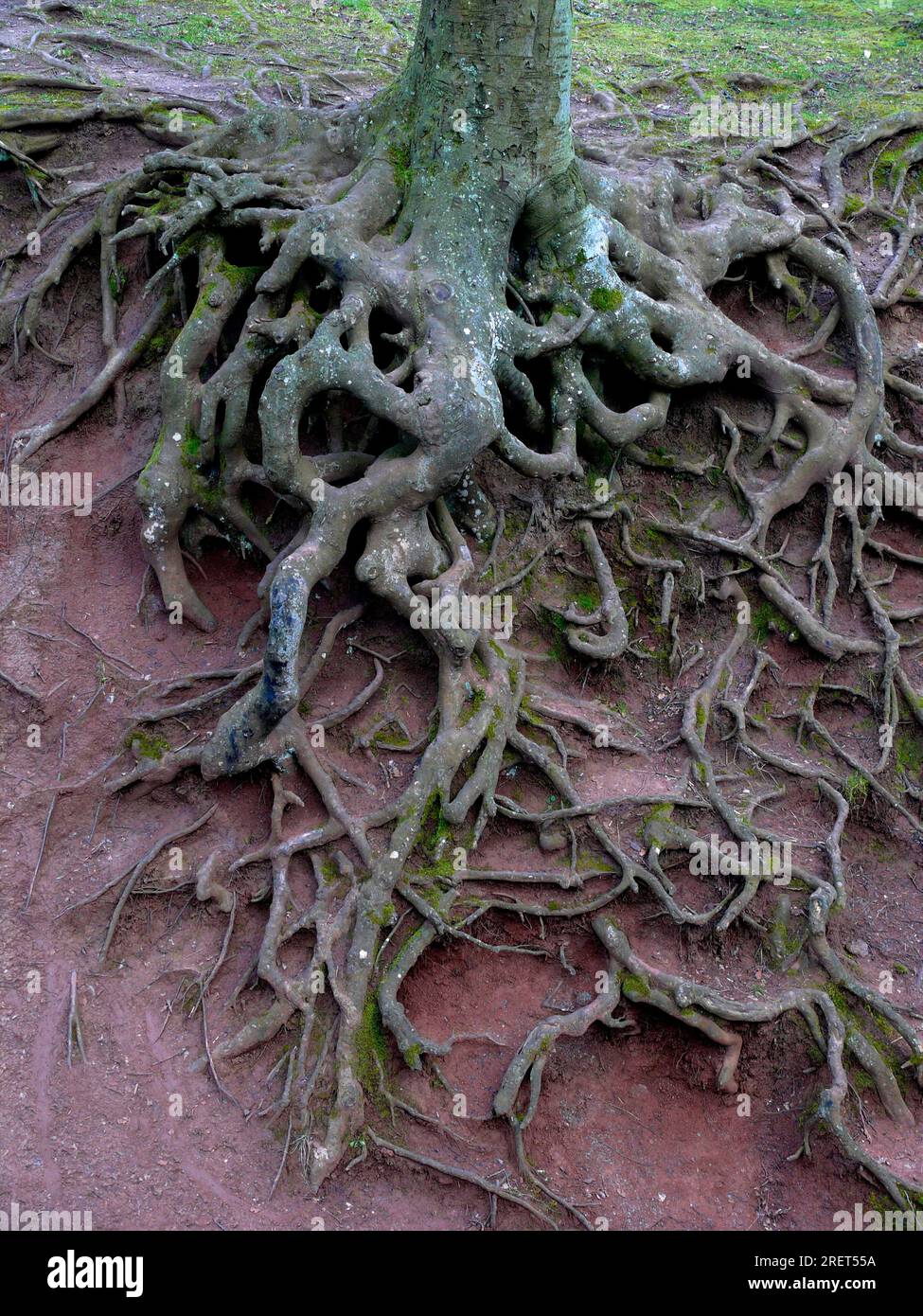 Beech with exposed roots, erosion Stock Photo - Alamy