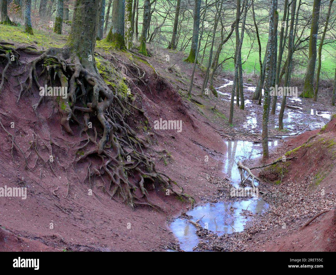 Beech with exposed roots, erosion Stock Photo - Alamy