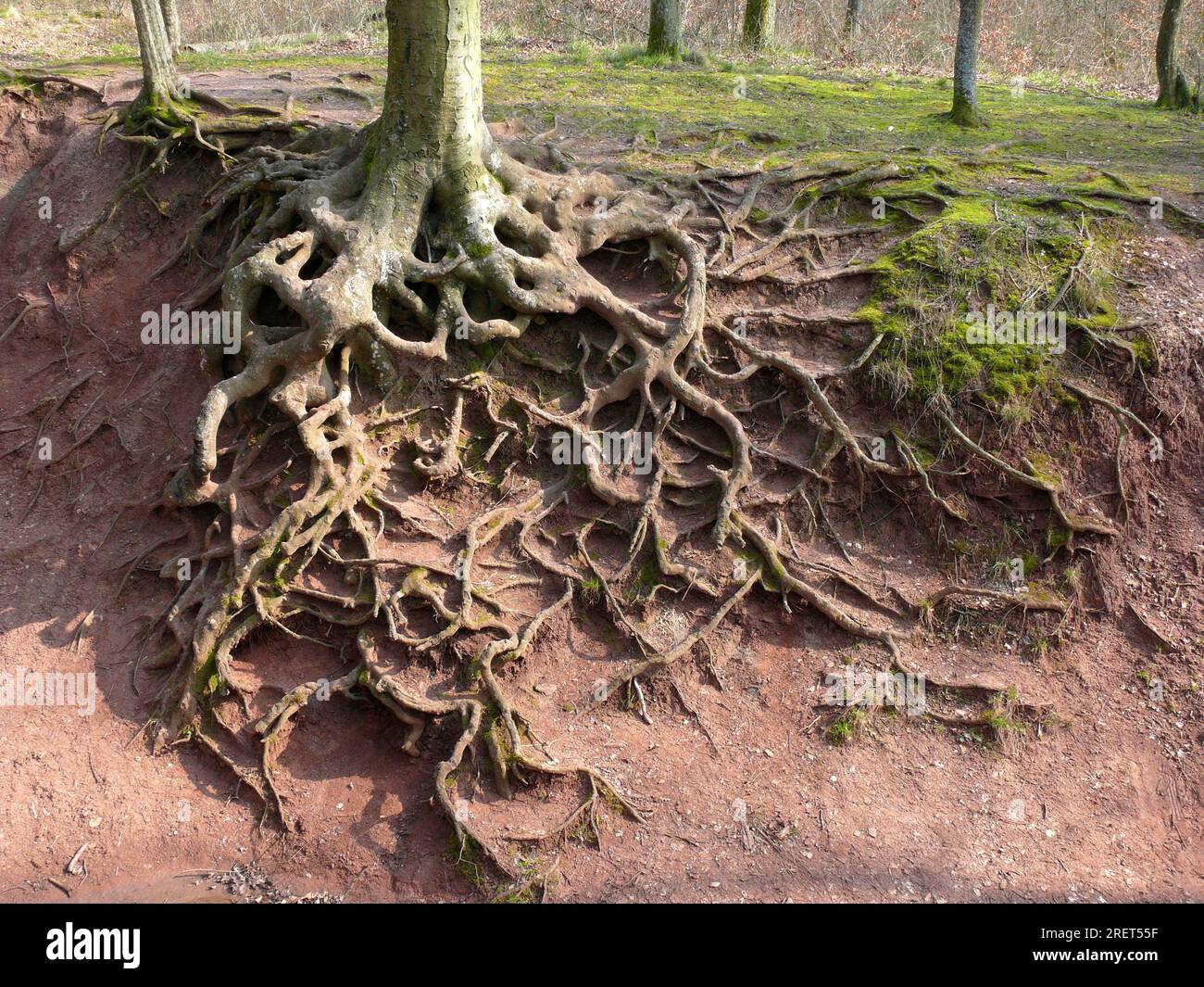 Beech roots exposed by erosion Stock Photo - Alamy
