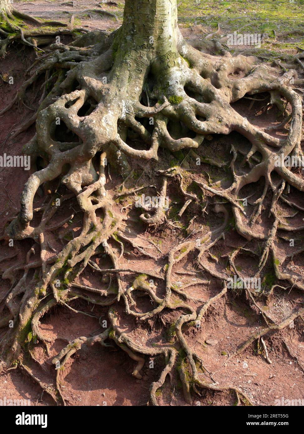 Beech roots exposed by erosion Stock Photo - Alamy