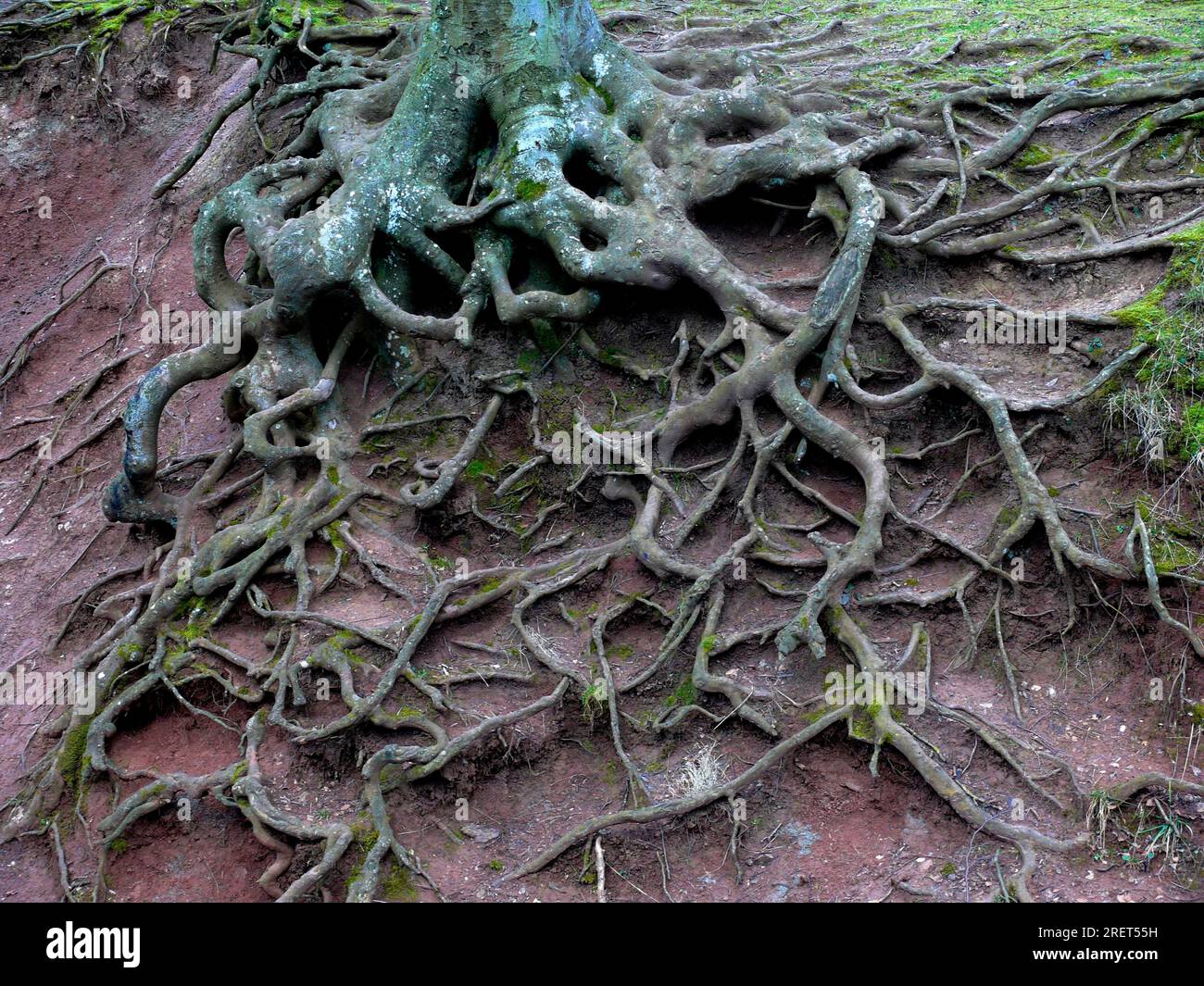 Beech with exposed roots, erosion Stock Photo - Alamy