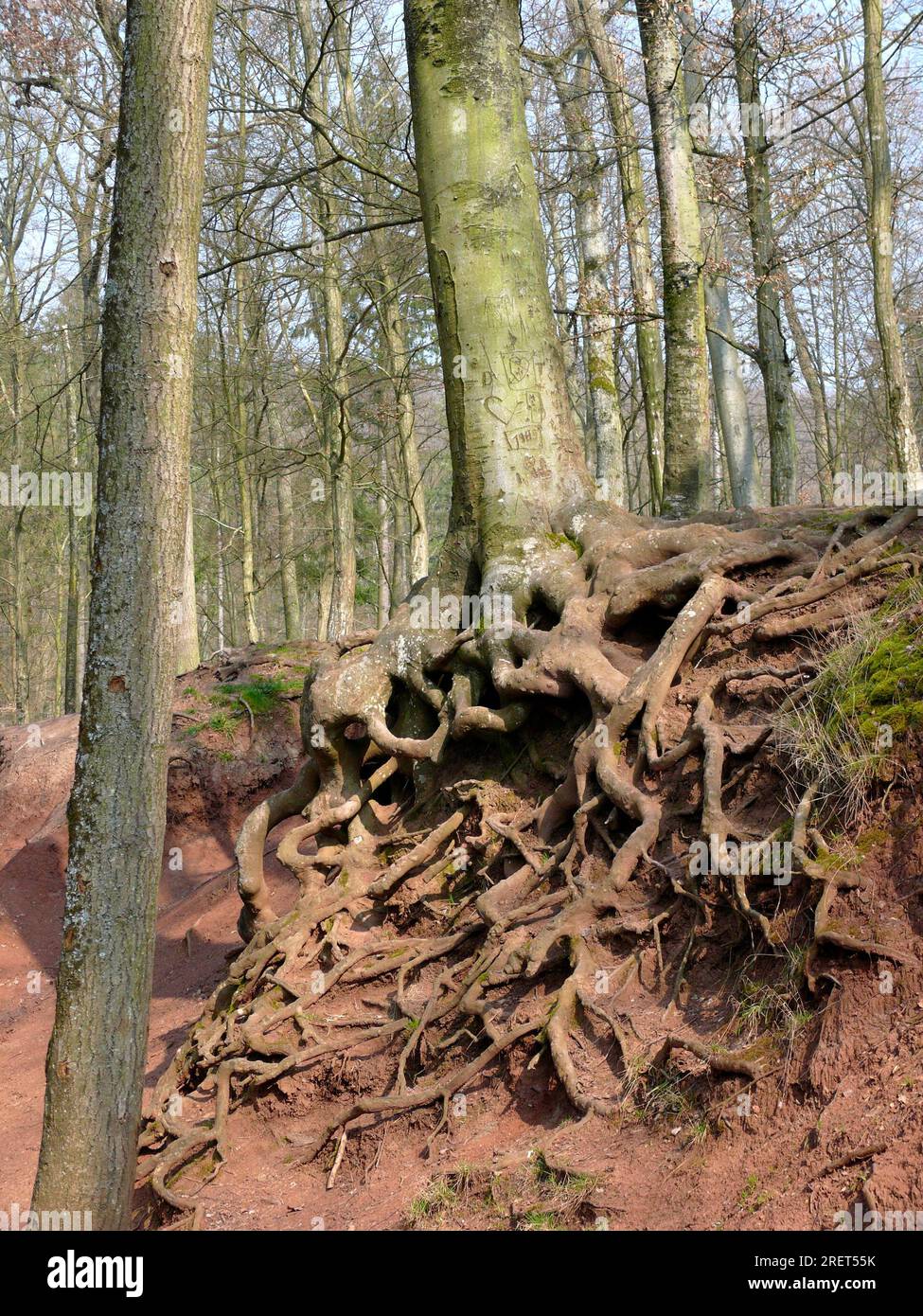 Beech roots exposed by erosion Stock Photo - Alamy