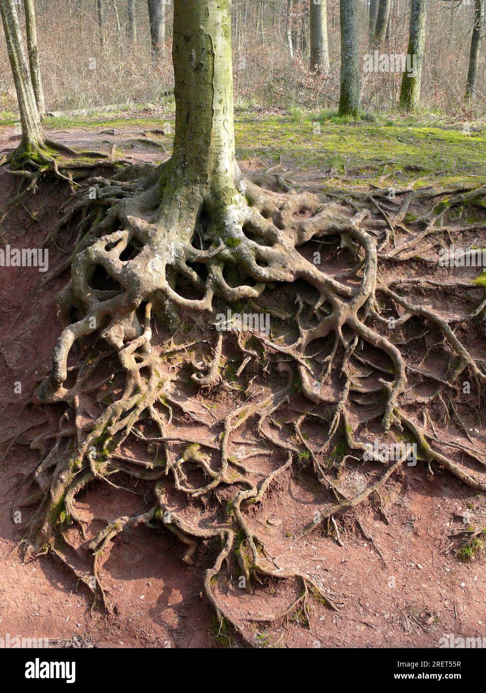 Beech roots exposed by erosion Stock Photo - Alamy