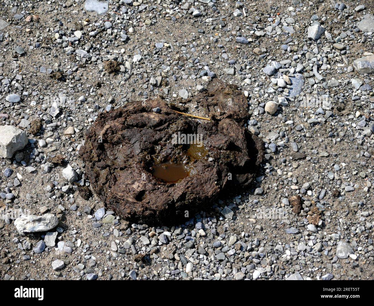 Cow pats in the pasture Stock Photo - Alamy