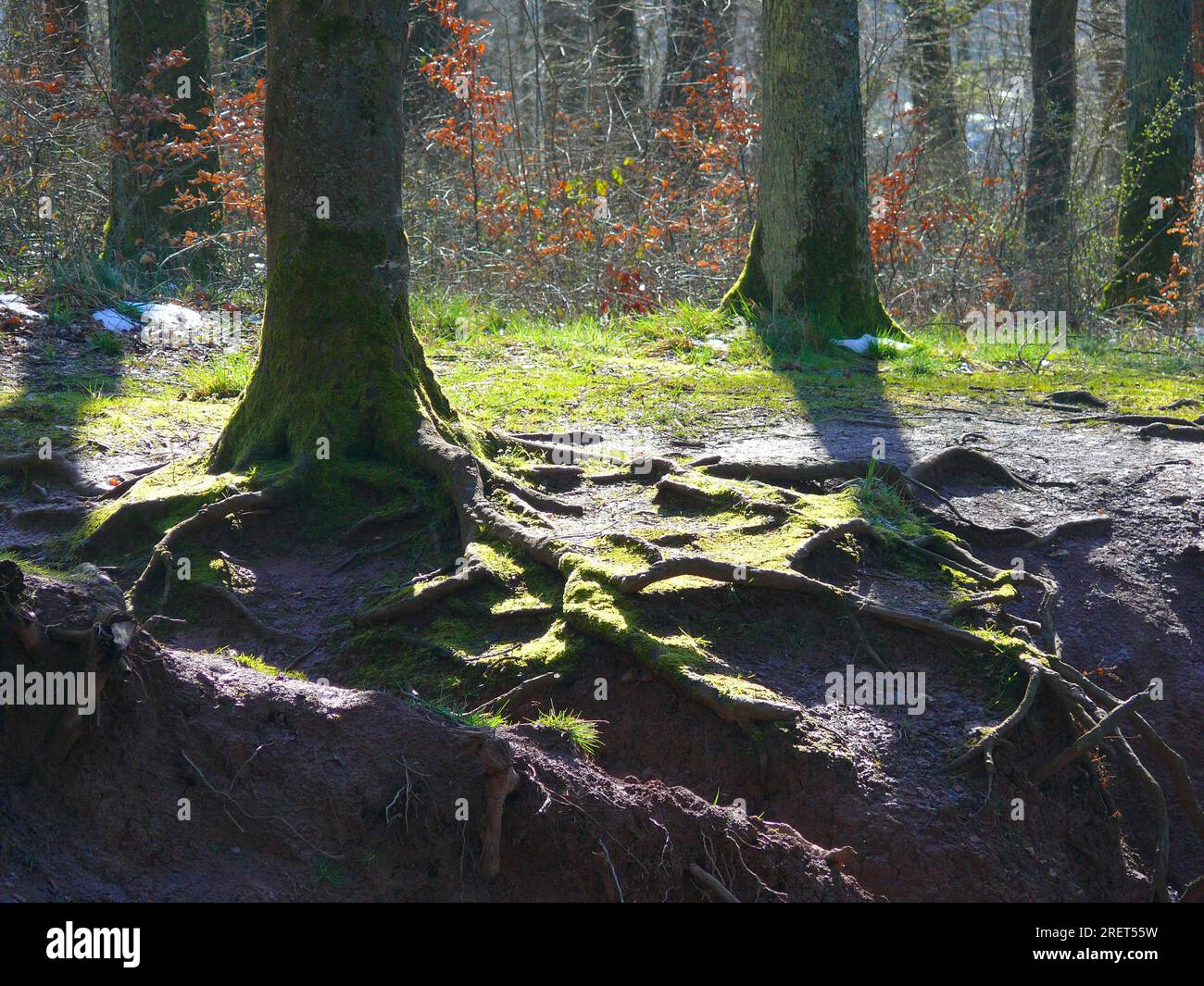 Beech forest with erosion, exposed roots, linear erosion Stock Photo ...