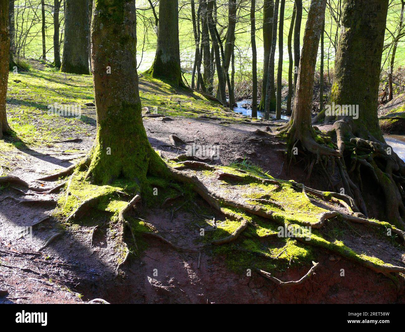 Beech forest with erosion, exposed roots, linear erosion Stock Photo ...