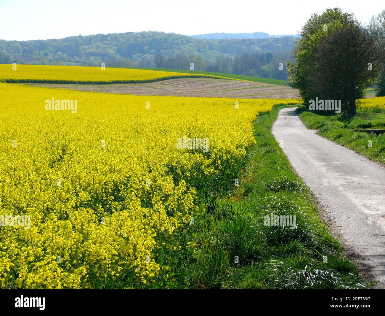 Field path, cultivated field, field landscape in Kraichgau, Baden ...