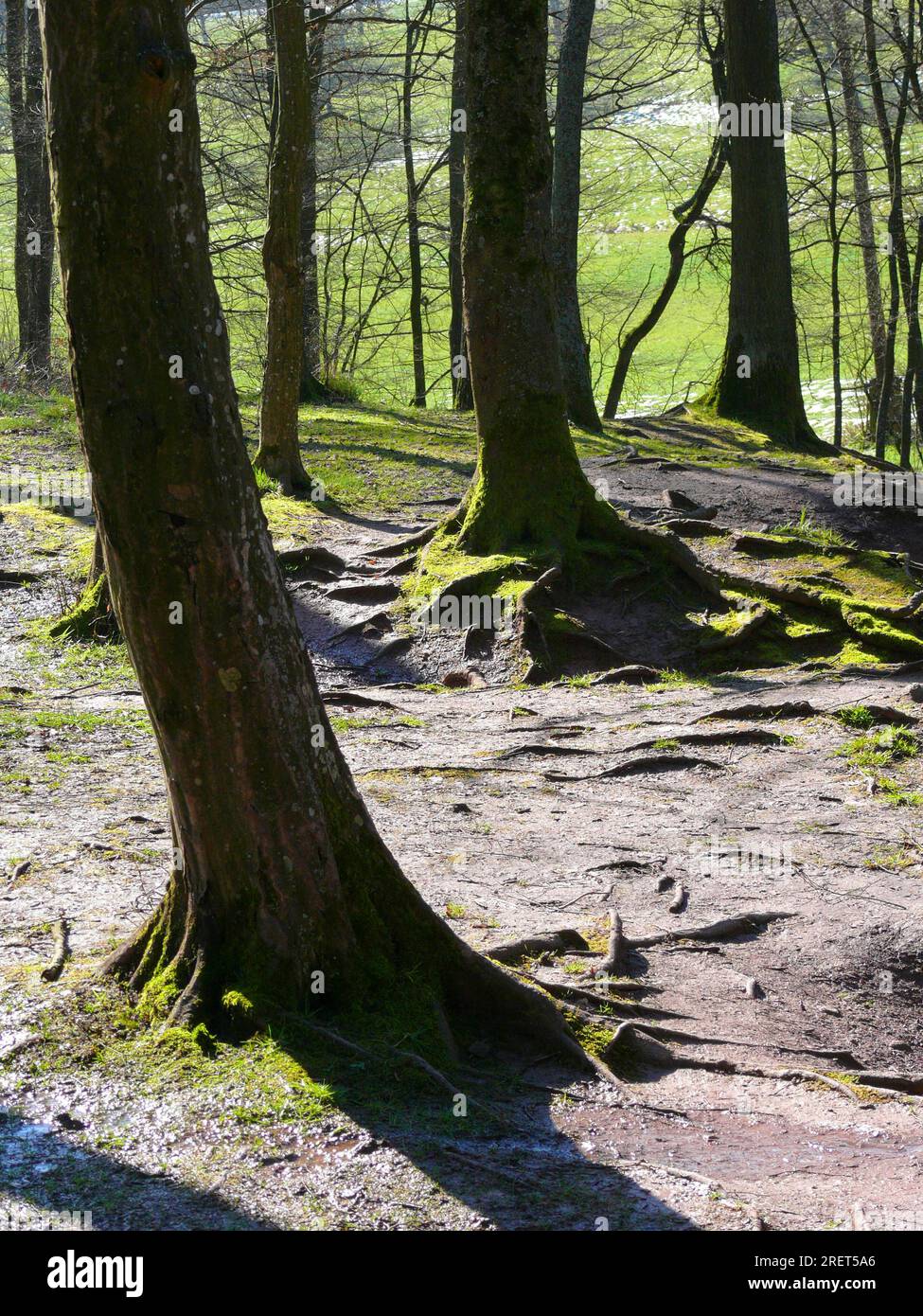 Beech forest with erosion, exposed roots, linear erosion Stock Photo ...