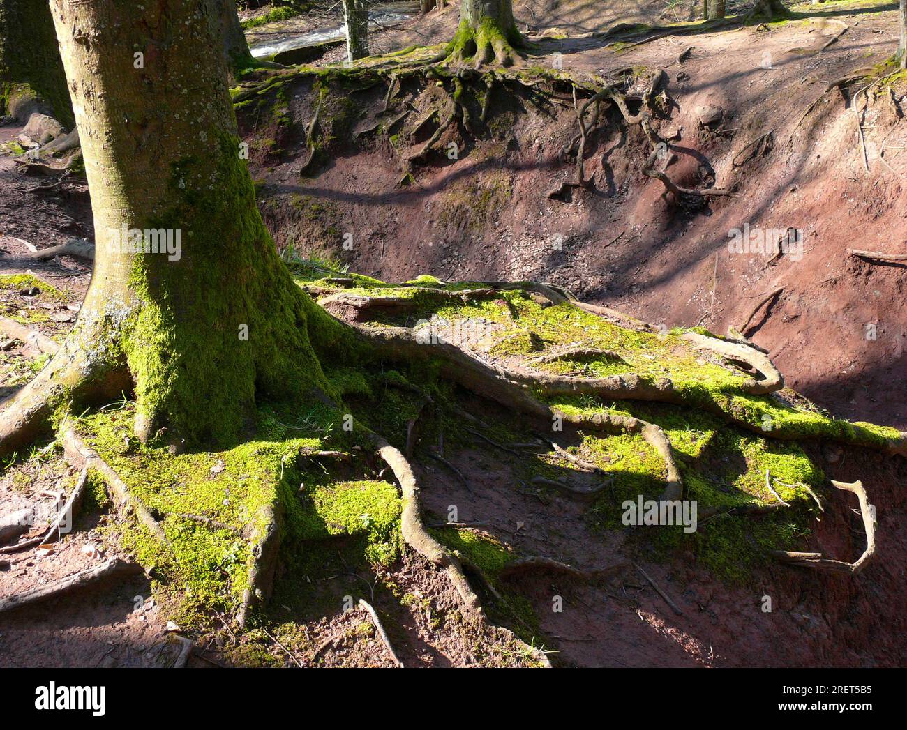 Beech forest with erosion, exposed roots, linear erosion Stock Photo ...