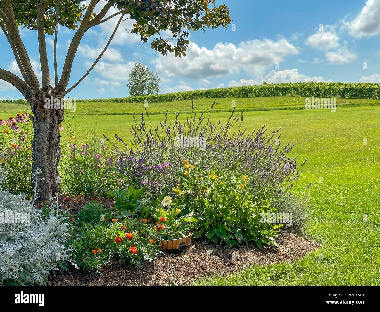 Flower Garden with an open field with vineyard in the background Stock ...