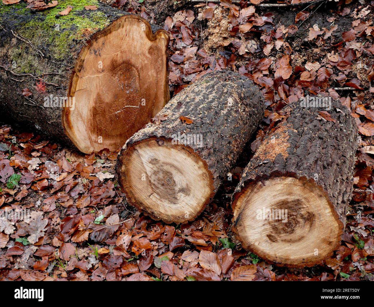 Fresh cut timber hi-res stock photography and images - Alamy