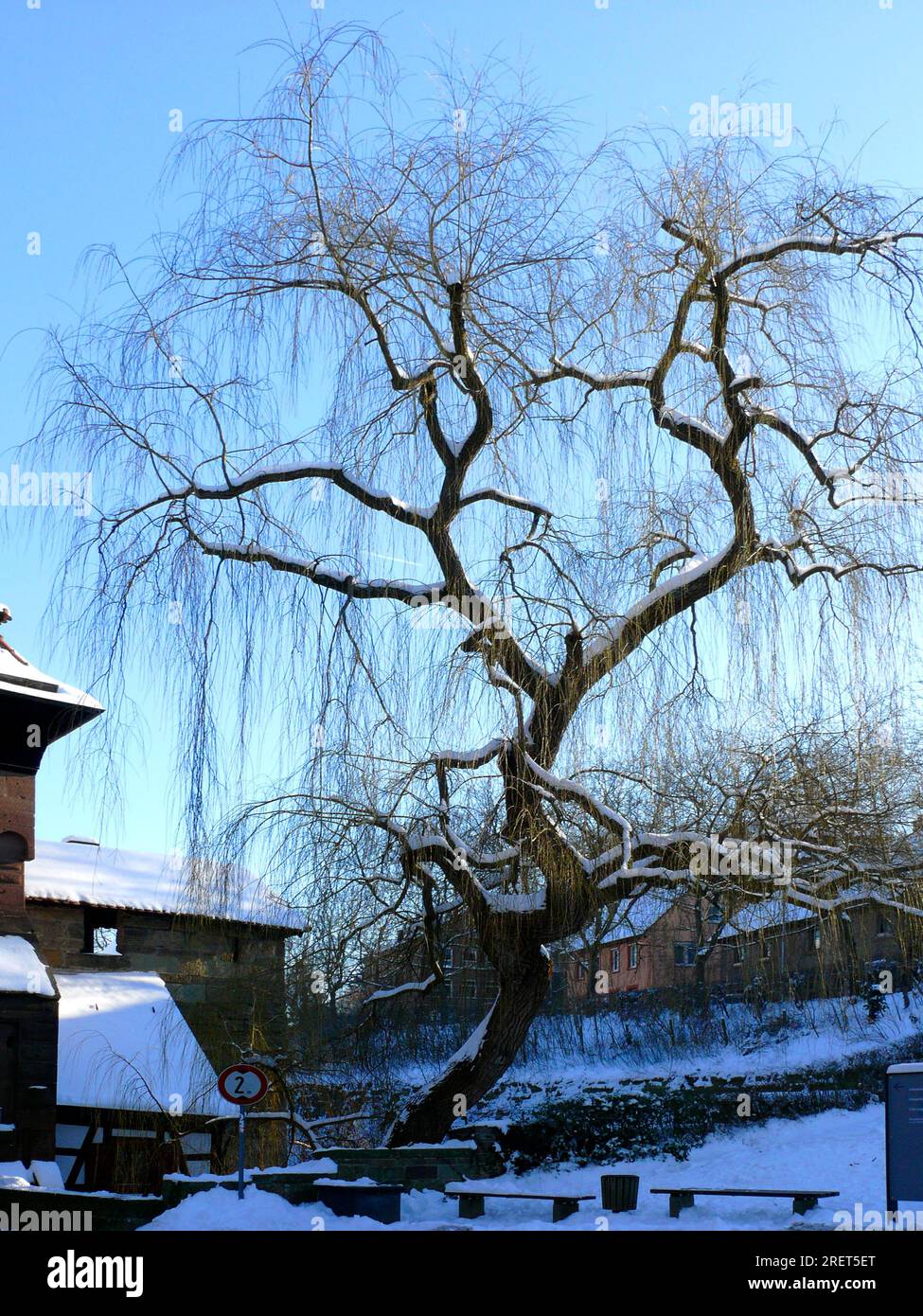 Monastery courtyard, Maulbronn Monastery with willow tree at the ...