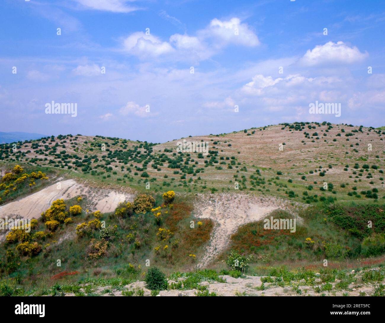 Cypresses, flowering shrubs, meadows and field landscape near Siena ...