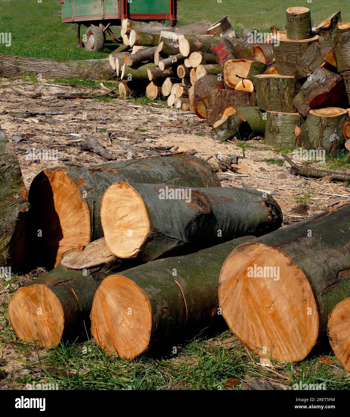 Firewood unsplit, wood store Stock Photo - Alamy
