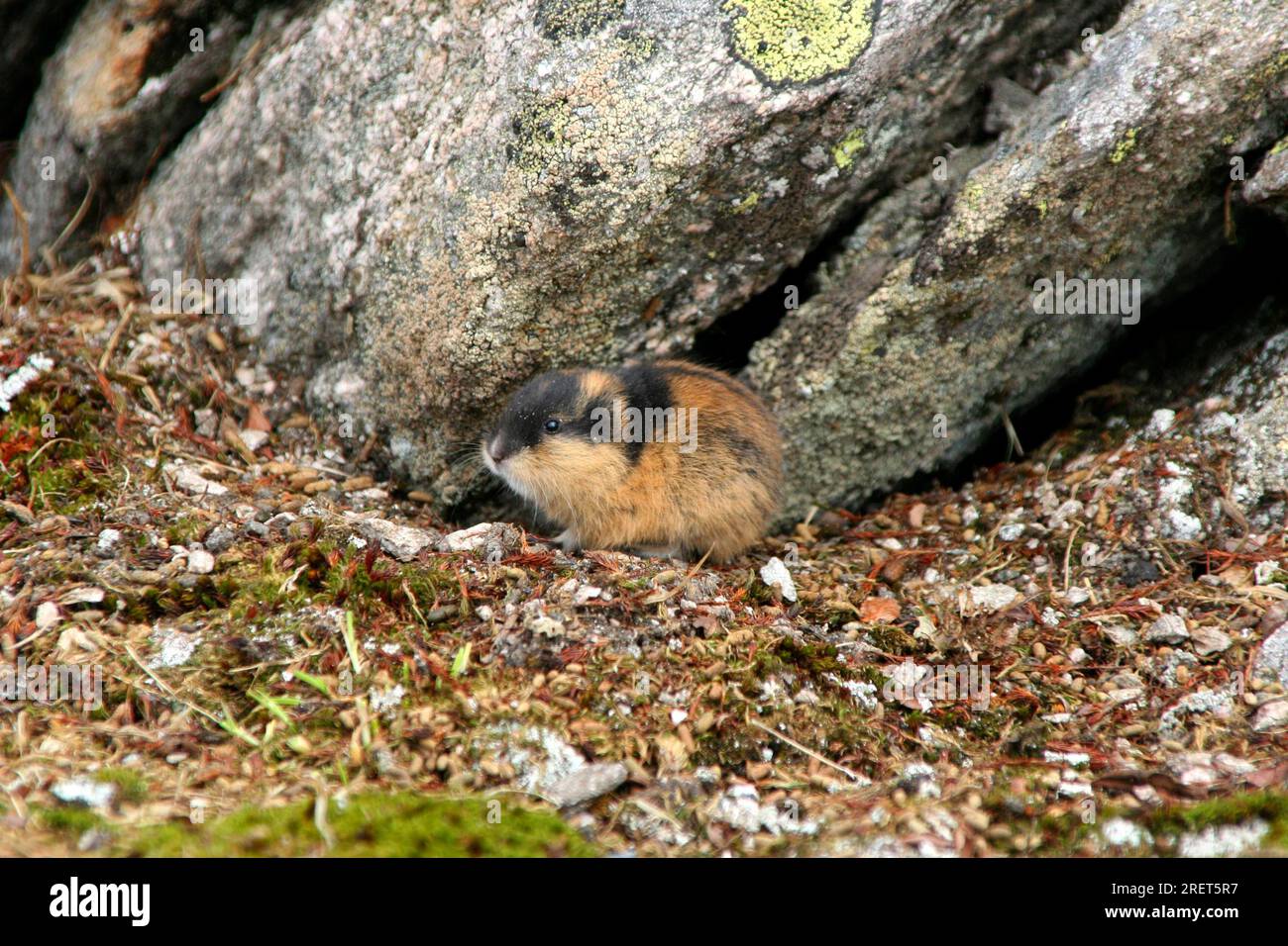 Lemming in front of its burrow in Jotunheimen National Park, Norway ...