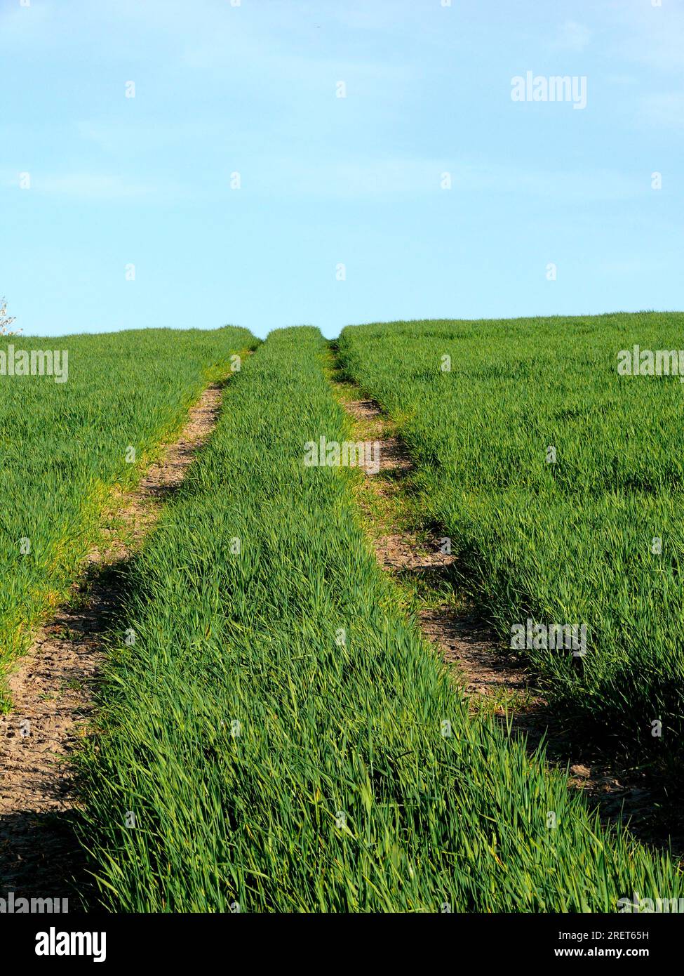 Field path, wagon tracks, tractor track Stock Photo - Alamy