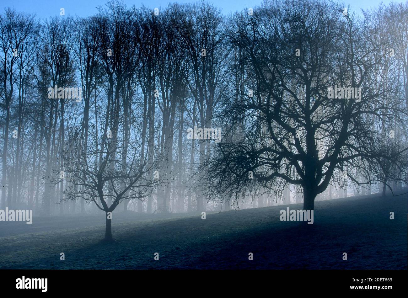 Trees in the morning mist, autumn, winter Stock Photo - Alamy