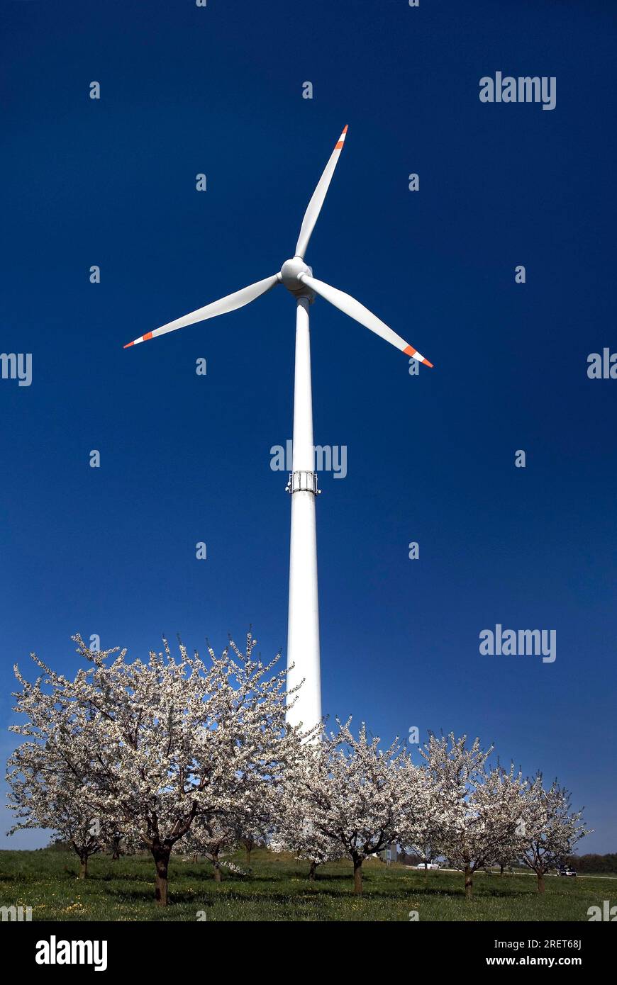 Spring flowering fruit trees wind hi-res stock photography and images ...