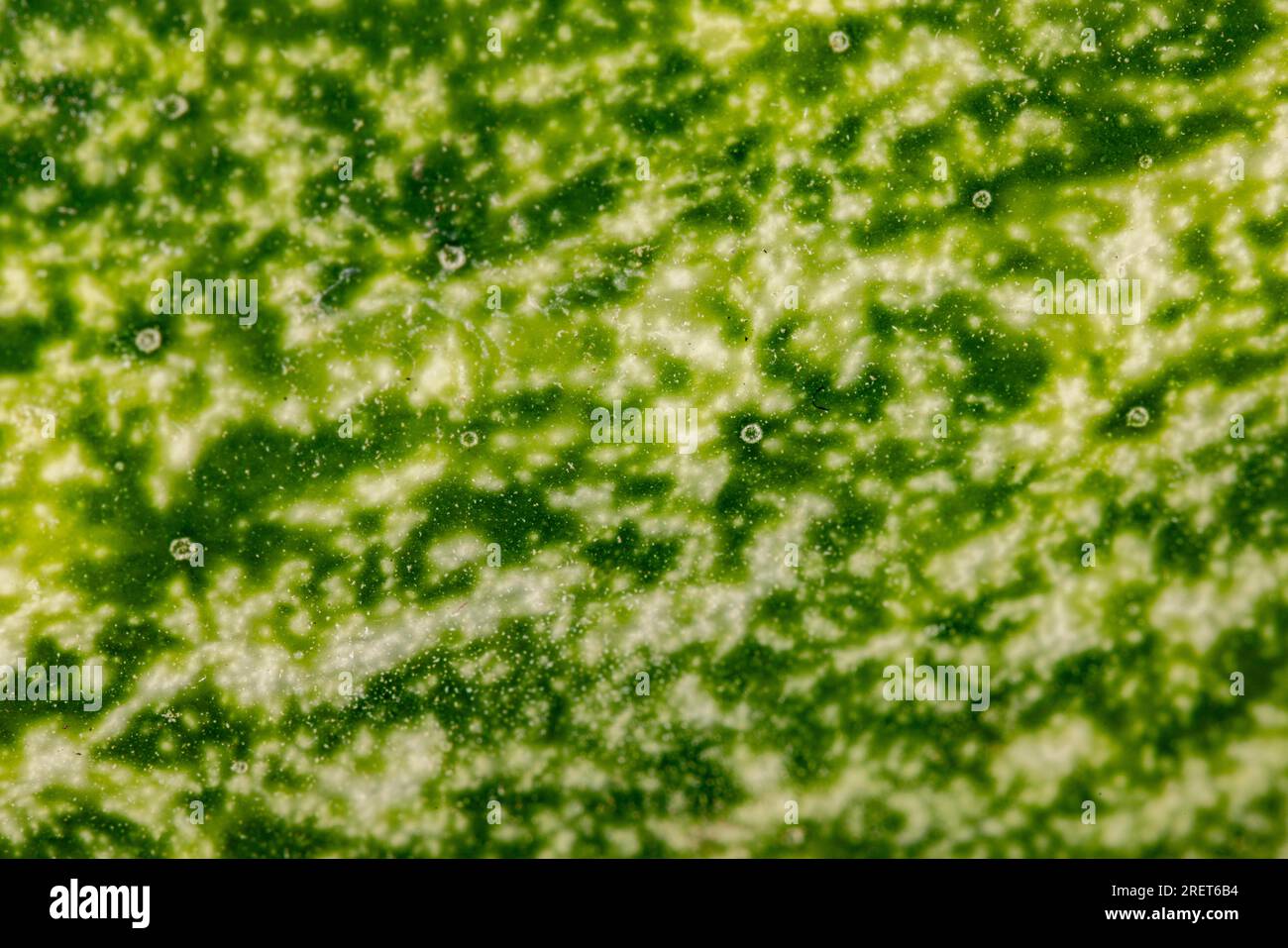 Macro-photograph of the skin of a field cucumber (Cucumis sativus Stock ...