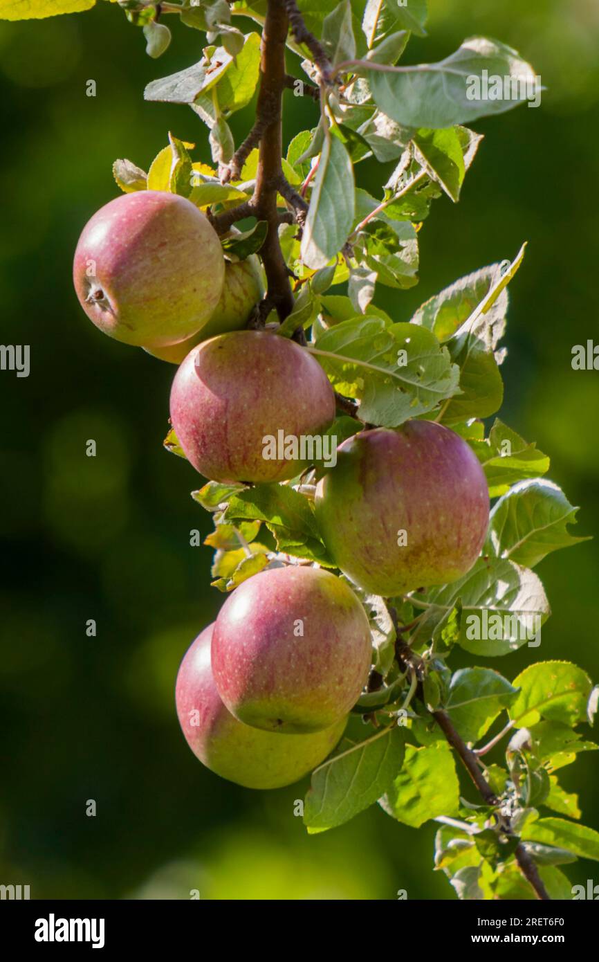 Apple tree (Malus) on the tree Stock Photo - Alamy