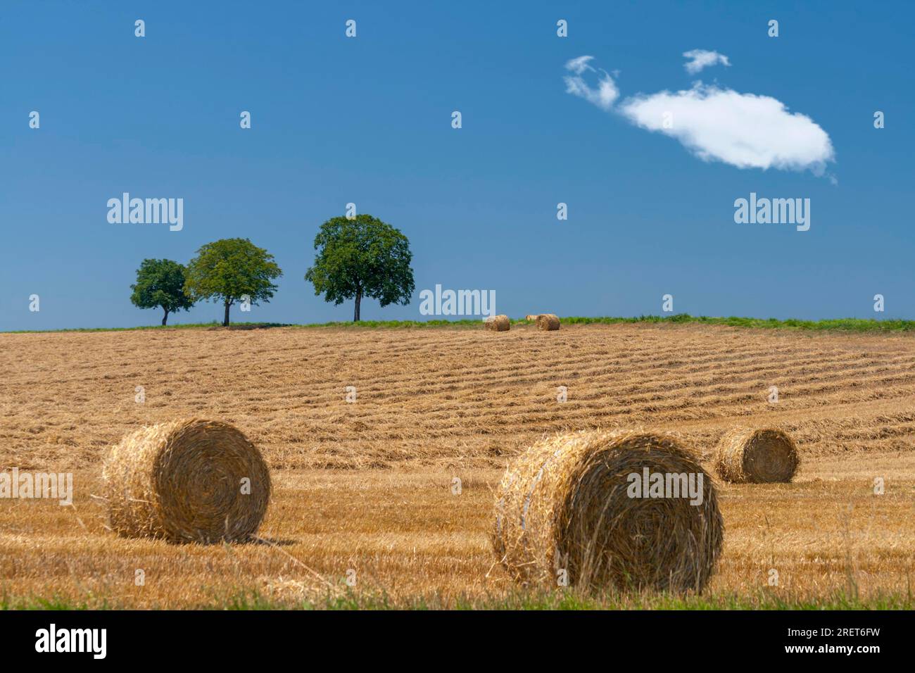 Three walnut trees and stubble field Stock Photo - Alamy