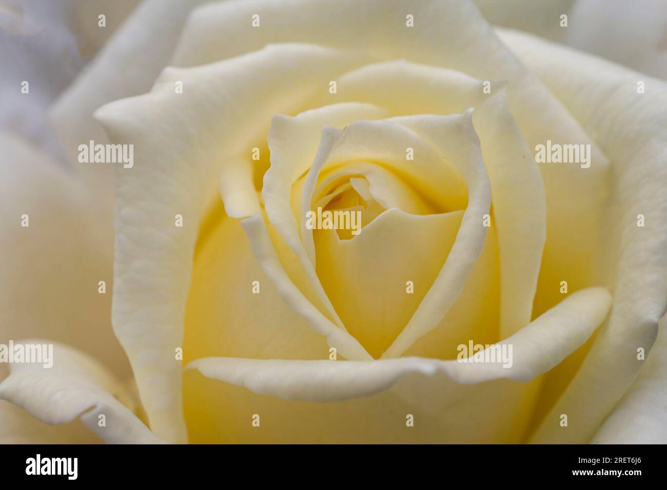 White Shrub Rose (Rosa Stock Photo - Alamy